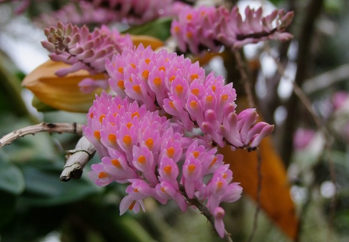 Orchideenhaus | Botanischer Garten Linz